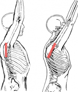 Scapular Rhythm, Posture, and Shoulder Health – Unbreakable Strength Co.